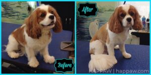Cavalier King Charles Spaniel Grooming: Tips and Techniques for a Regal ...